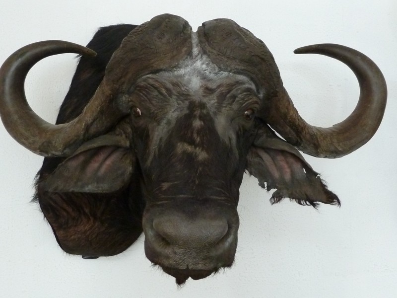 Watt's Antiques :: CAPE BUFFALO MOUNTED HEAD