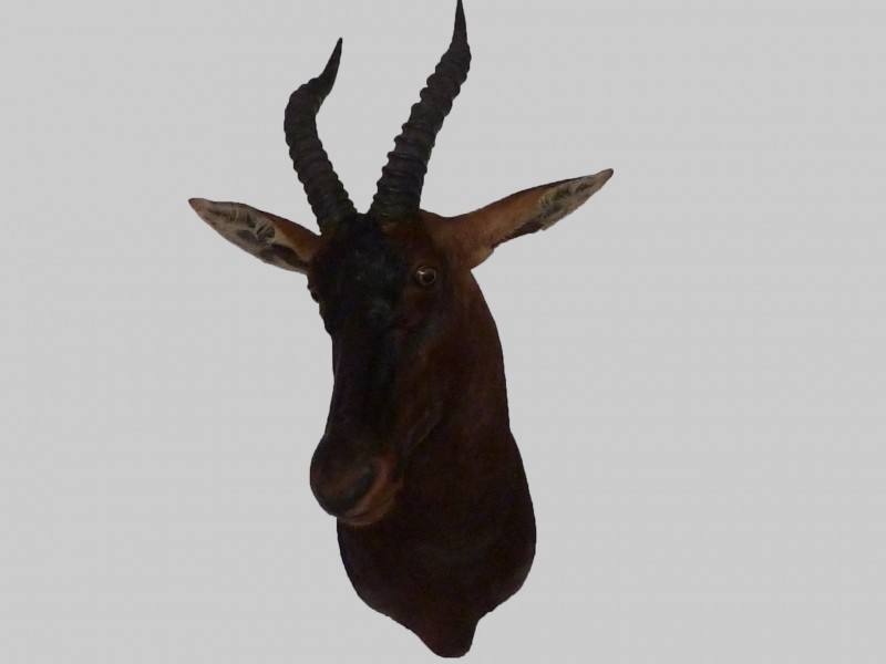Watt's Antiques :: TOPI MOUNTED HEAD