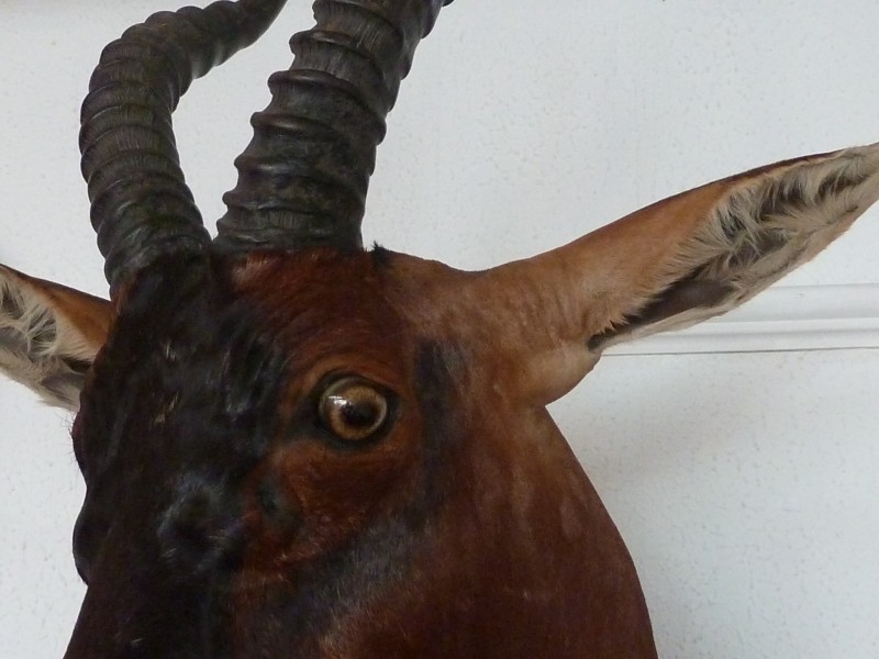 Watt's Antiques :: TOPI MOUNTED HEAD
