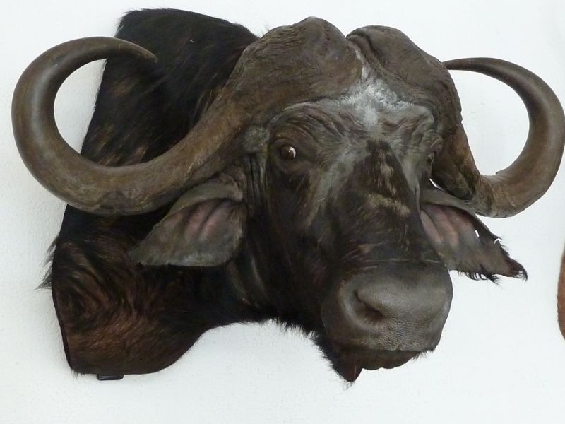 Watt's Antiques :: CAPE BUFFALO MOUNTED HEAD